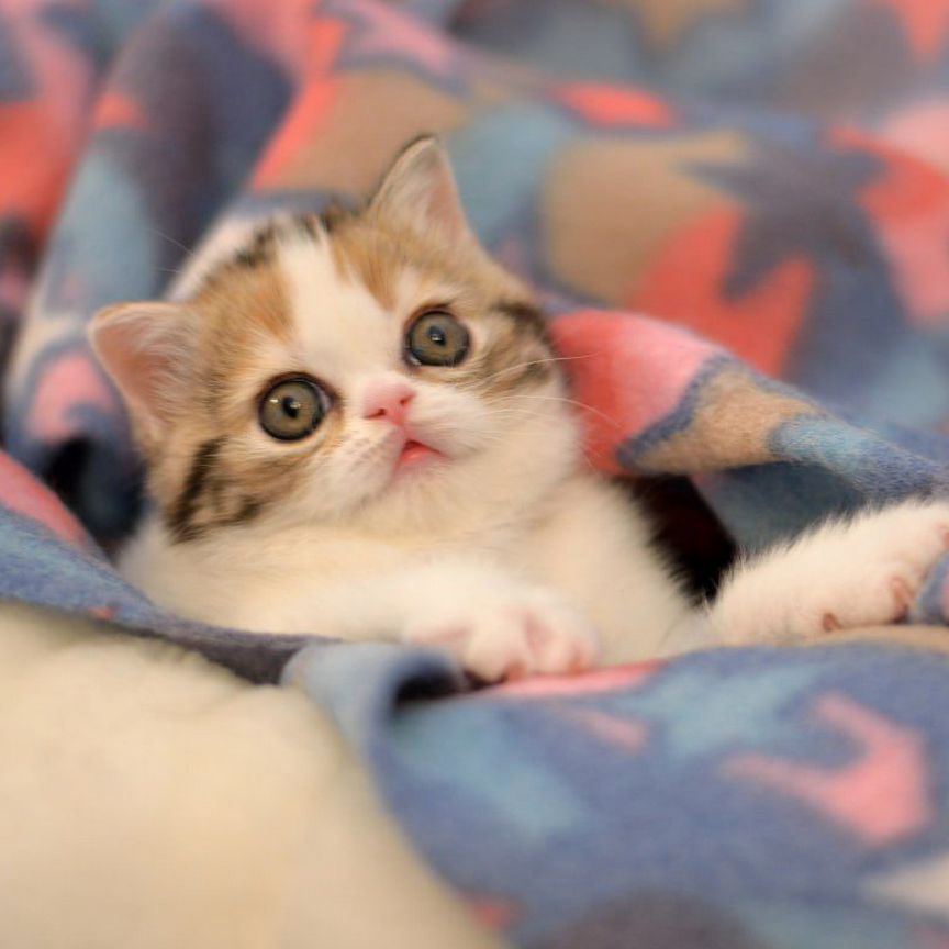 Шотландский прямоухий короткошёрстный котёнок