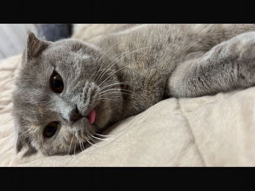 Шотладские котята