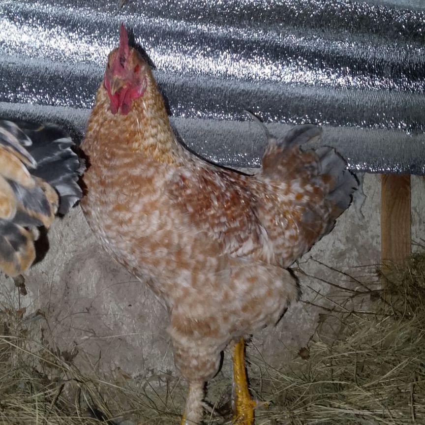 Петухи домашние