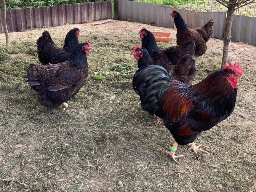 Куры барневельдер семья