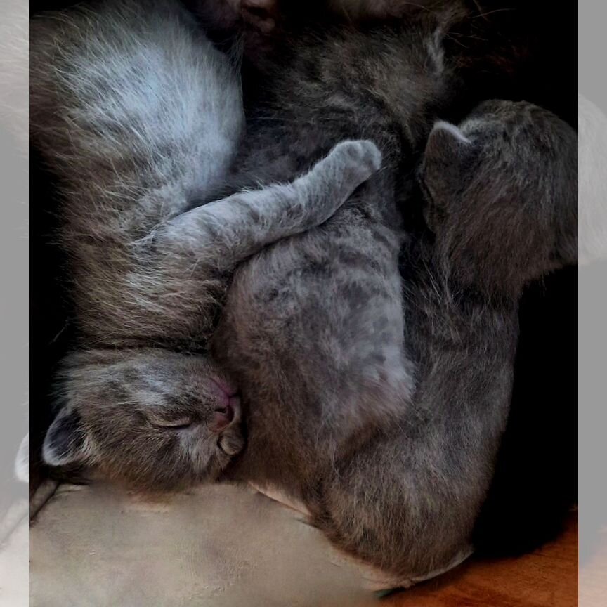 Шотландский прямоухий длинношёрстный котёнок
