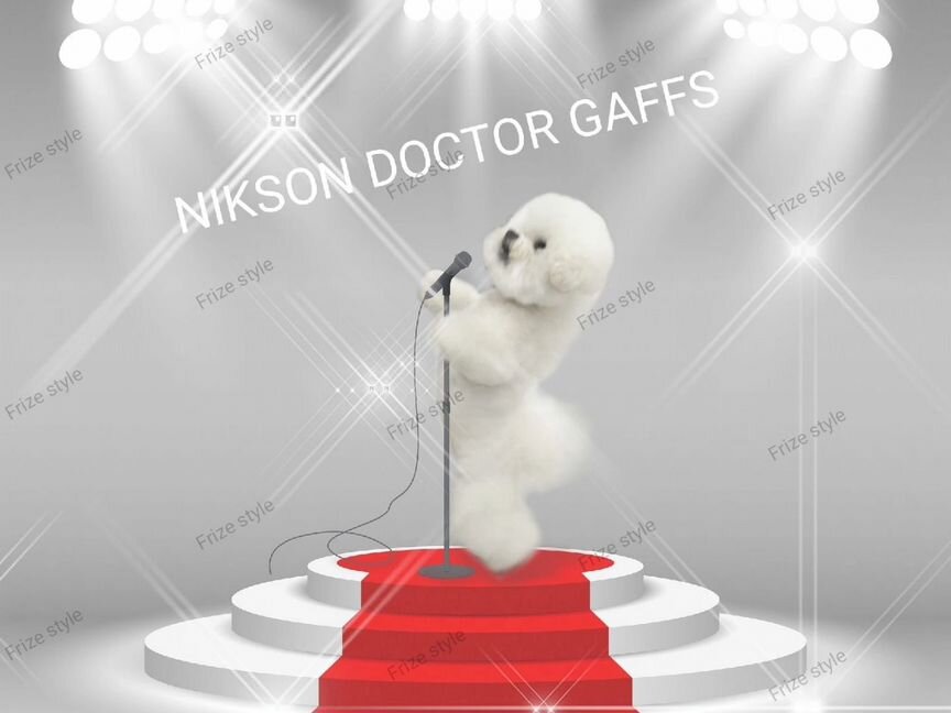 Щенки бишончики