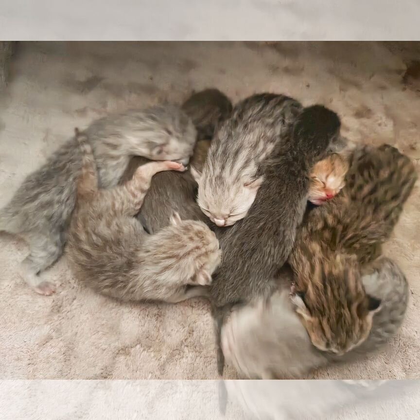 Британские котята золотая, серебро