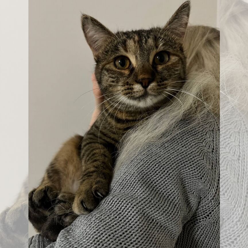 Взрослая, Девочка кошка в добрые руки