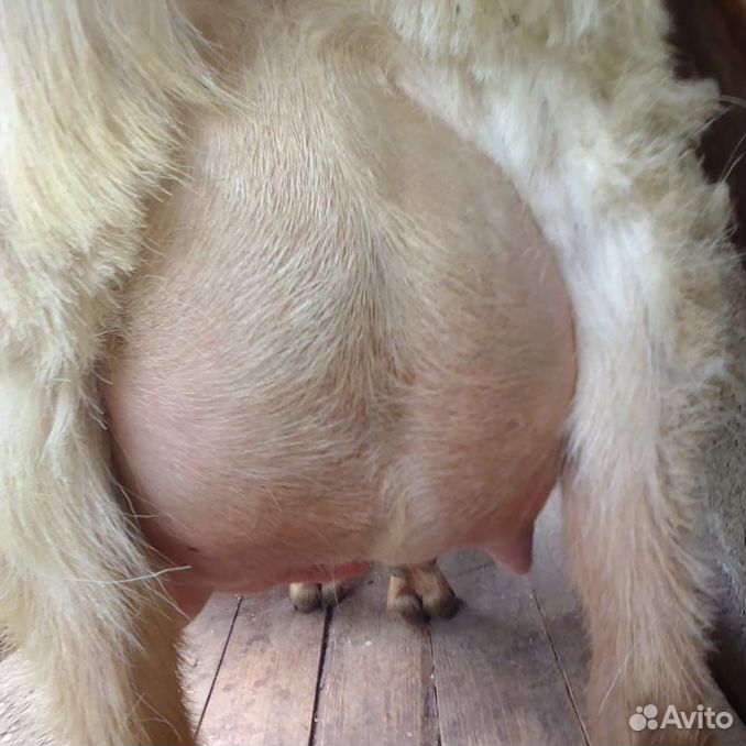 Коза и козлёнок