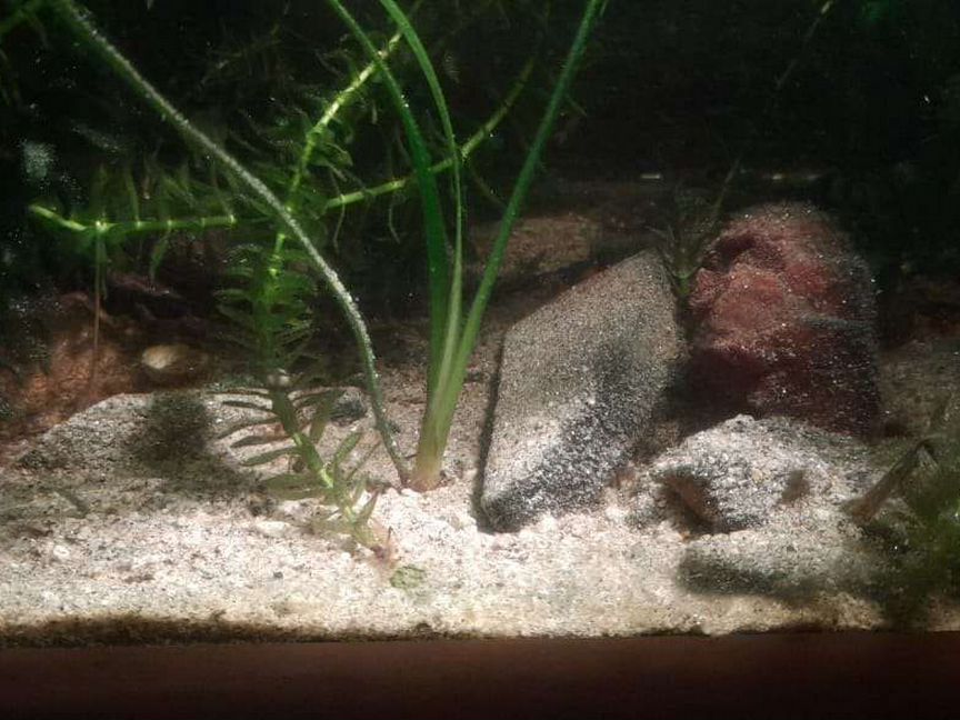 Криптокорина валлиснерия грунт блестящий с пиритом