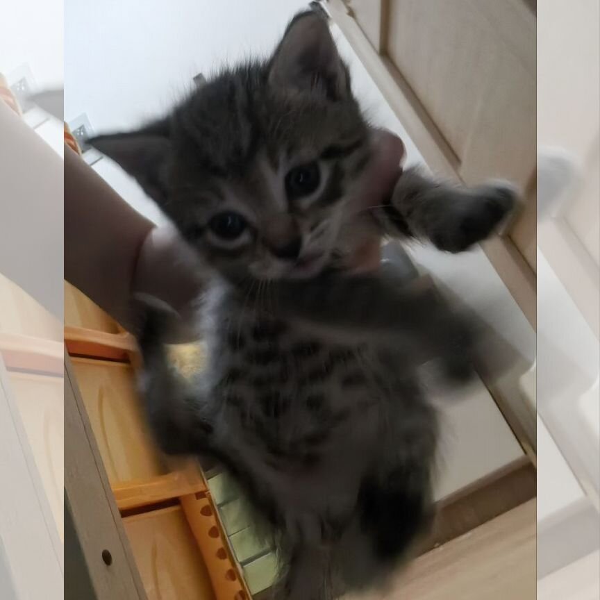 Котёнок в добрые руки