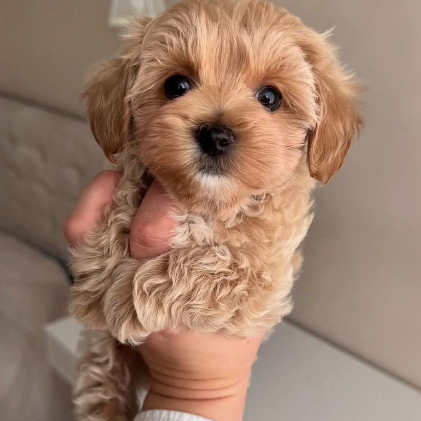 Мальтипу, щенок