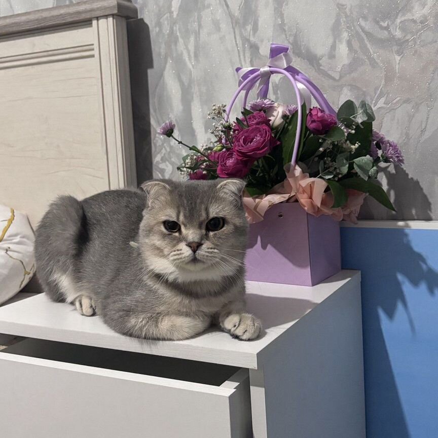 Шотландский вислоухий кот вязка