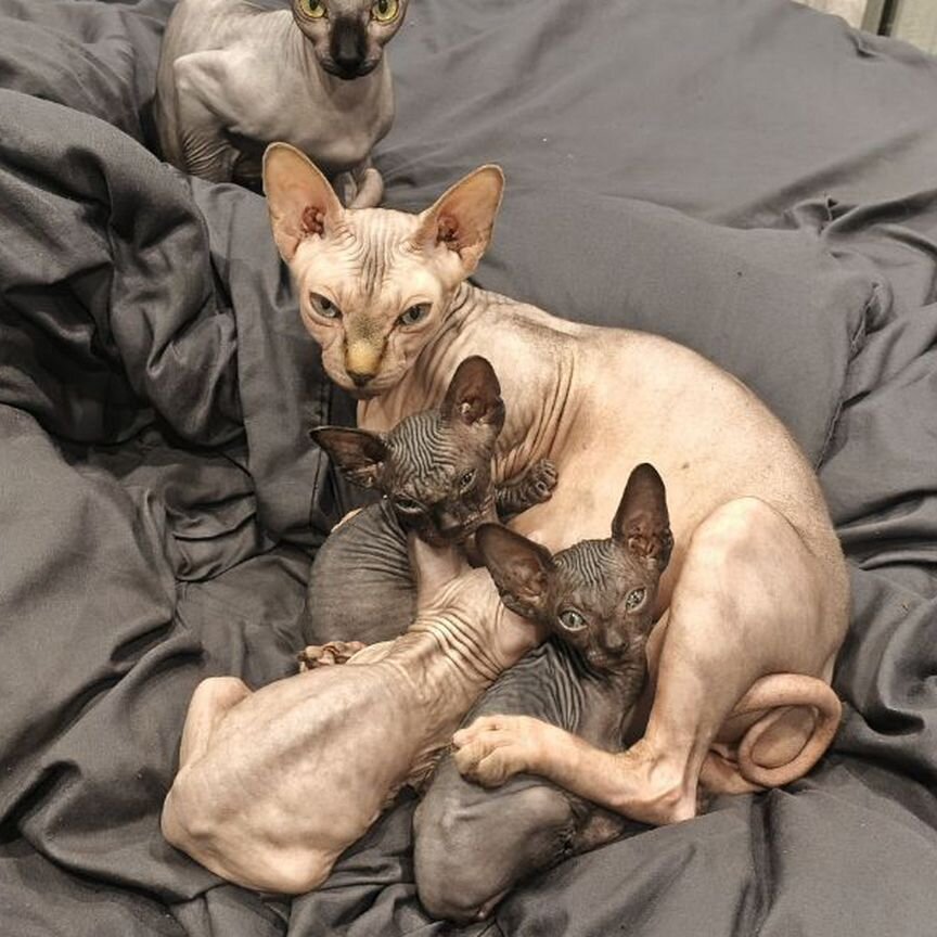 Канадский сфинкс котёнок