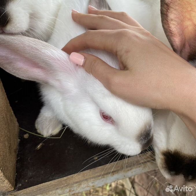 Калифорнийские кролики, молодняк