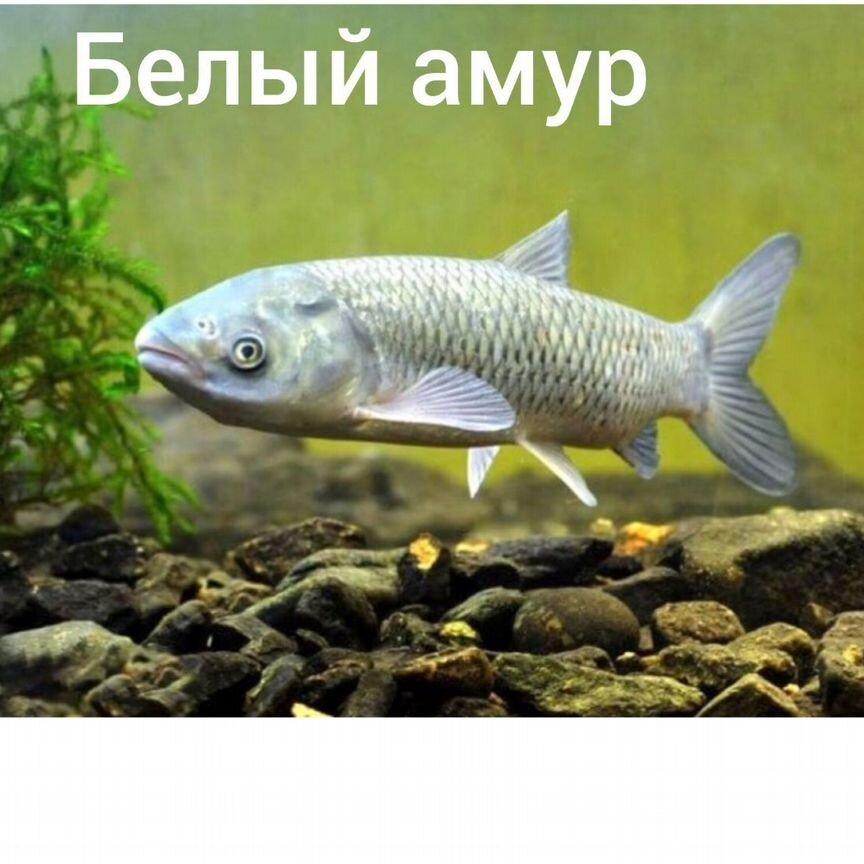 Травоядный карп". Амур