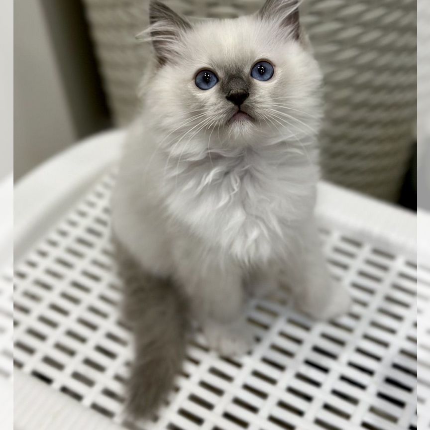 Кошечка рэгдолл с родословной