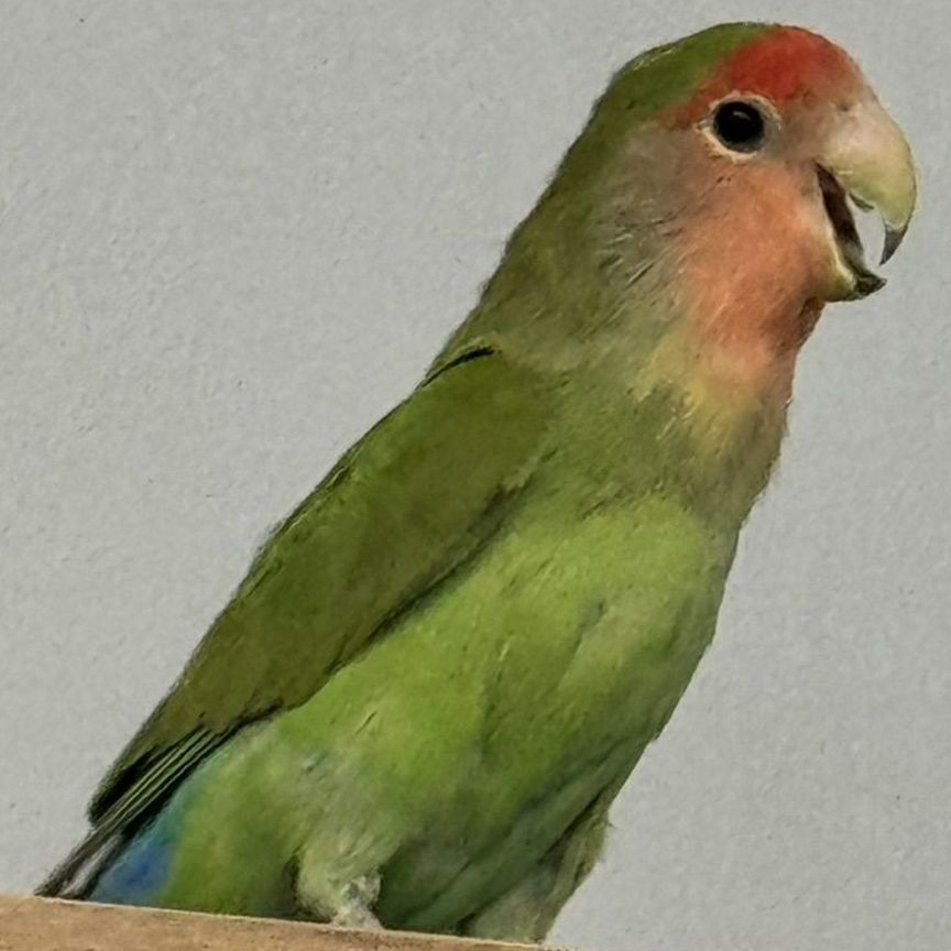 Попугай Люся
