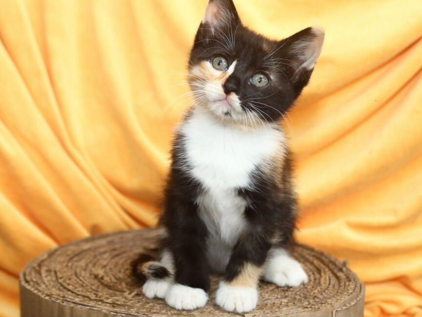 Красотки девчонки на любой вкус котята бесплатно