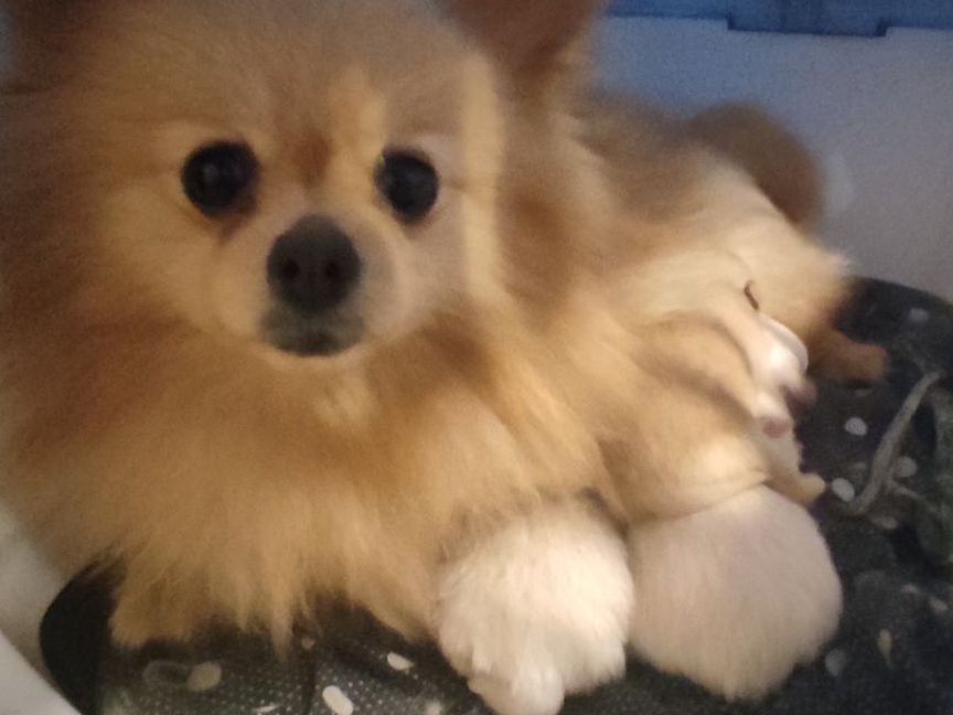 Шпицы мини щенки