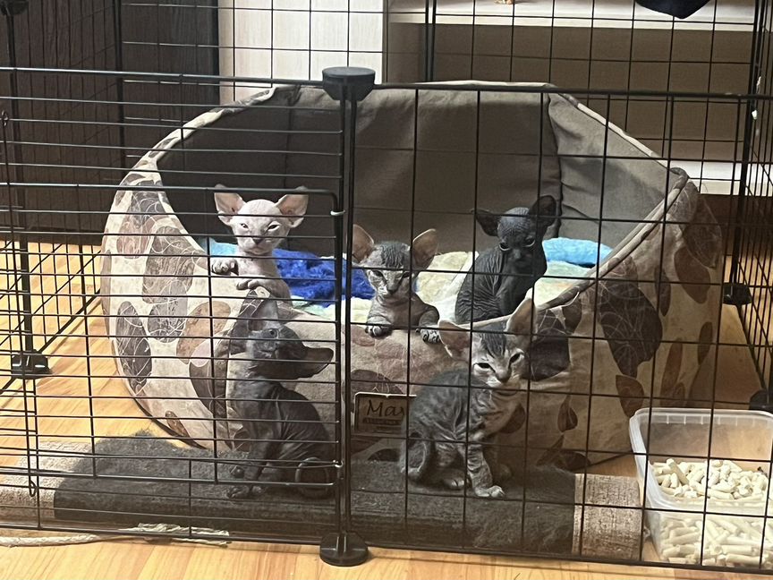 Котята Сфинксы