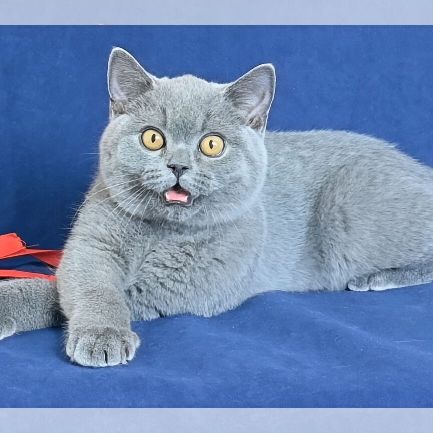 Британский короткошёрстный котёнок