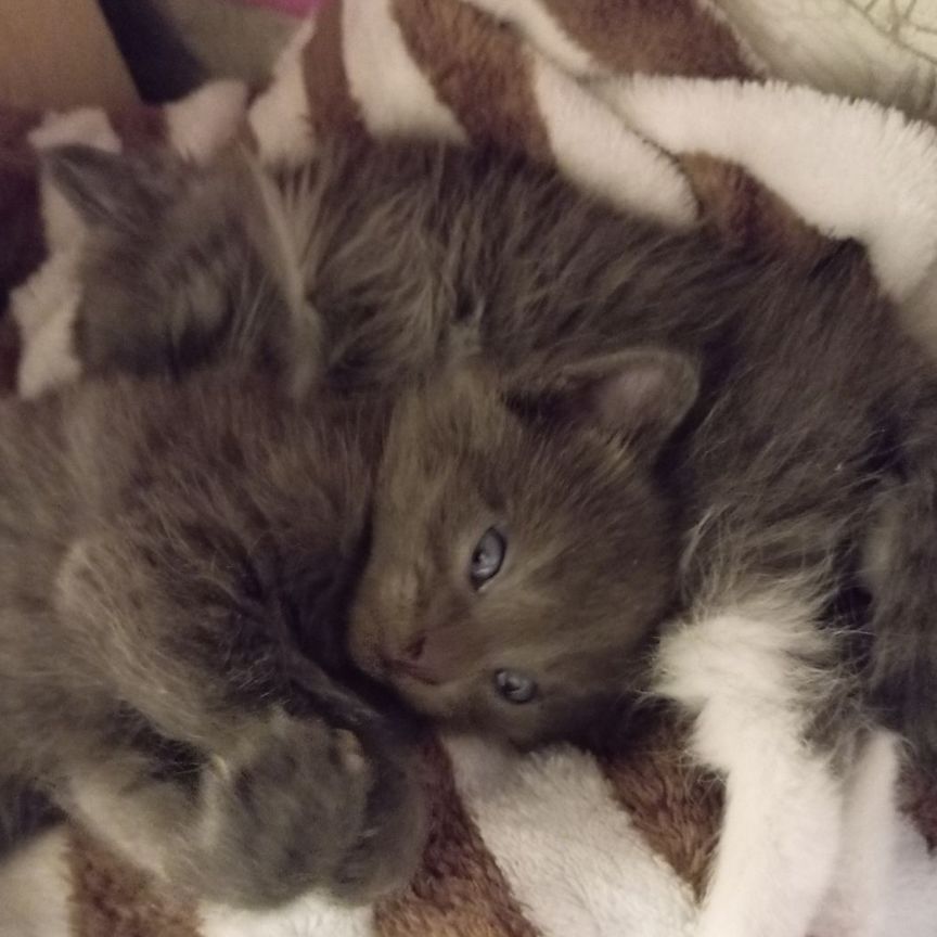 Британский короткошёрстный котёнок