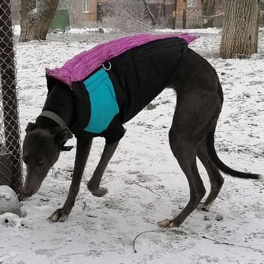 Украли собаку