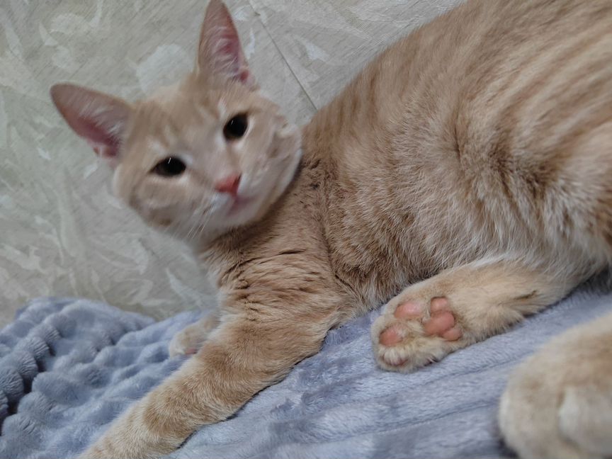 Кот в добрые руки. Мейнкун/дворняжка