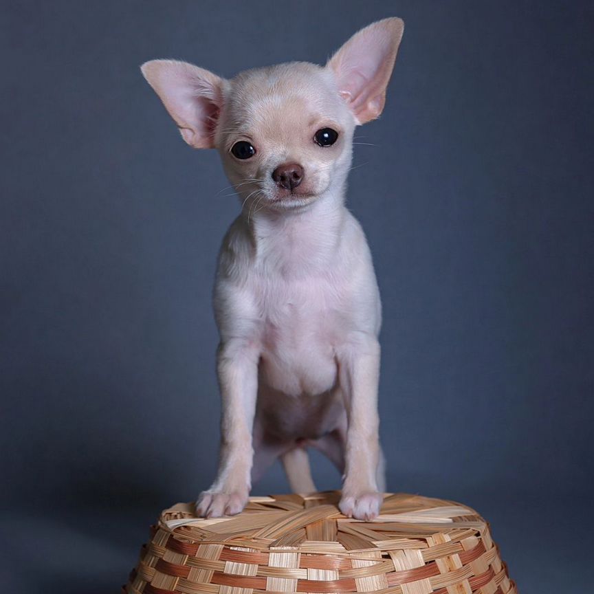Чихуахуа, кремовая девочка