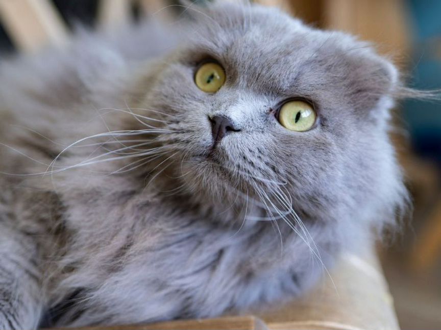 Кошка Каролина