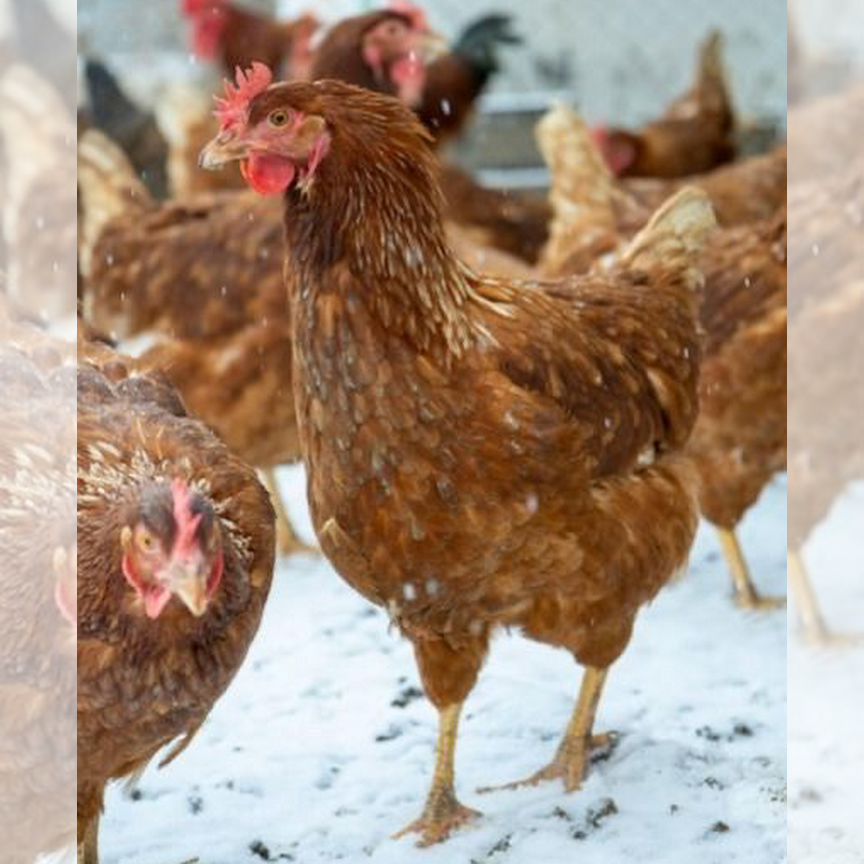 Куры несушки продам, в наличии 10 шт