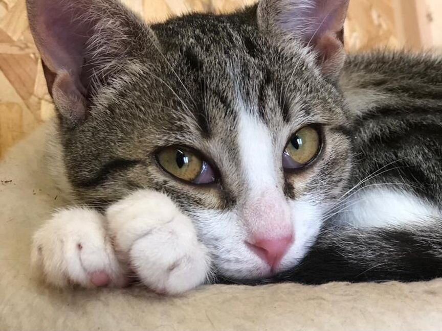 Ласковый котёнок, который любит мурчать, бесплатно