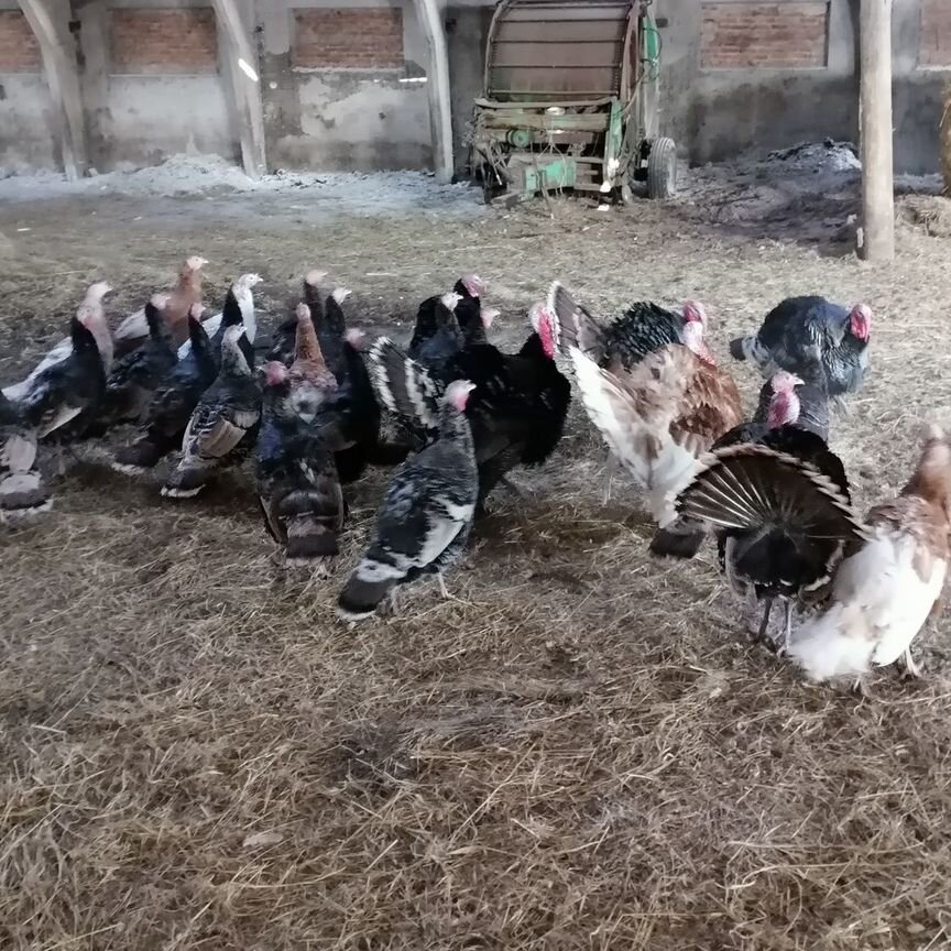 Индюки домашние