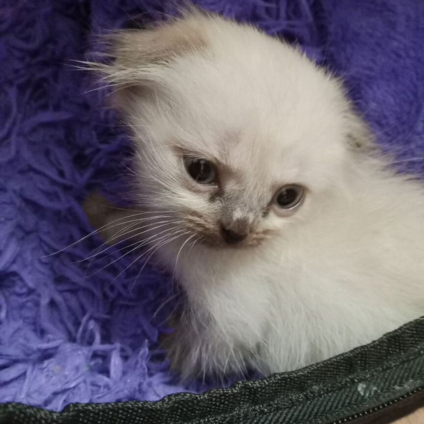 Кошечка. тайская веслоухая