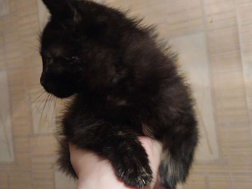 Кошечка 1,5 месяца, маленький котенок