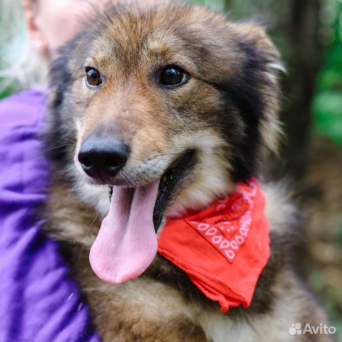 Собаке нужен друг