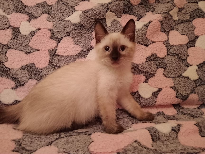 Сиамские кошечки в добрые руки