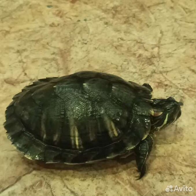 Аквариум с черепахой и рыбками