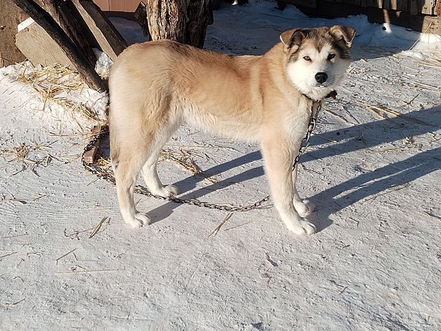 Щенок 6 месяцев