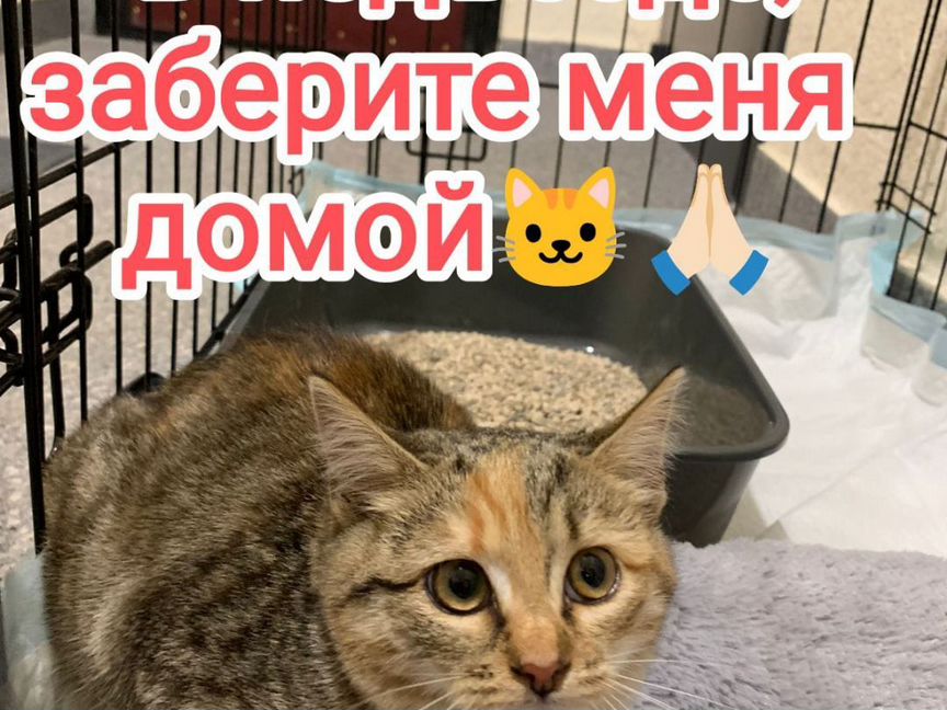 Котёнок в дар бесплатно