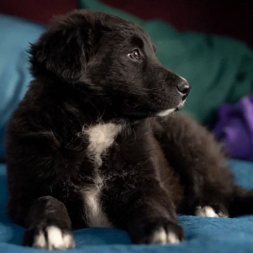 Щенок в добрые руки