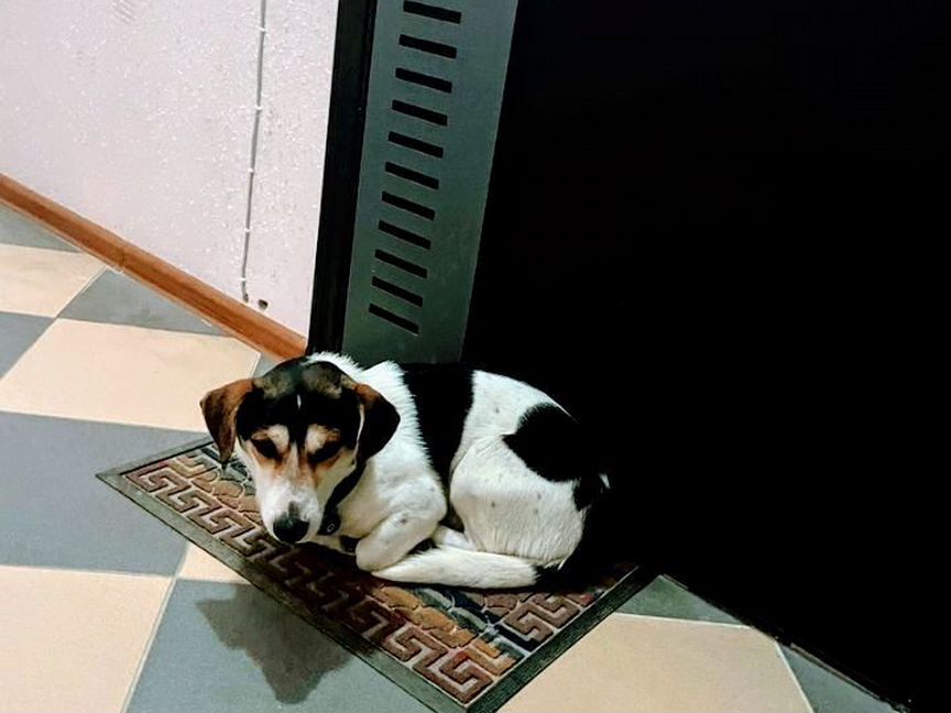 Маленький пёсик Яшка, обожает деток и охранник