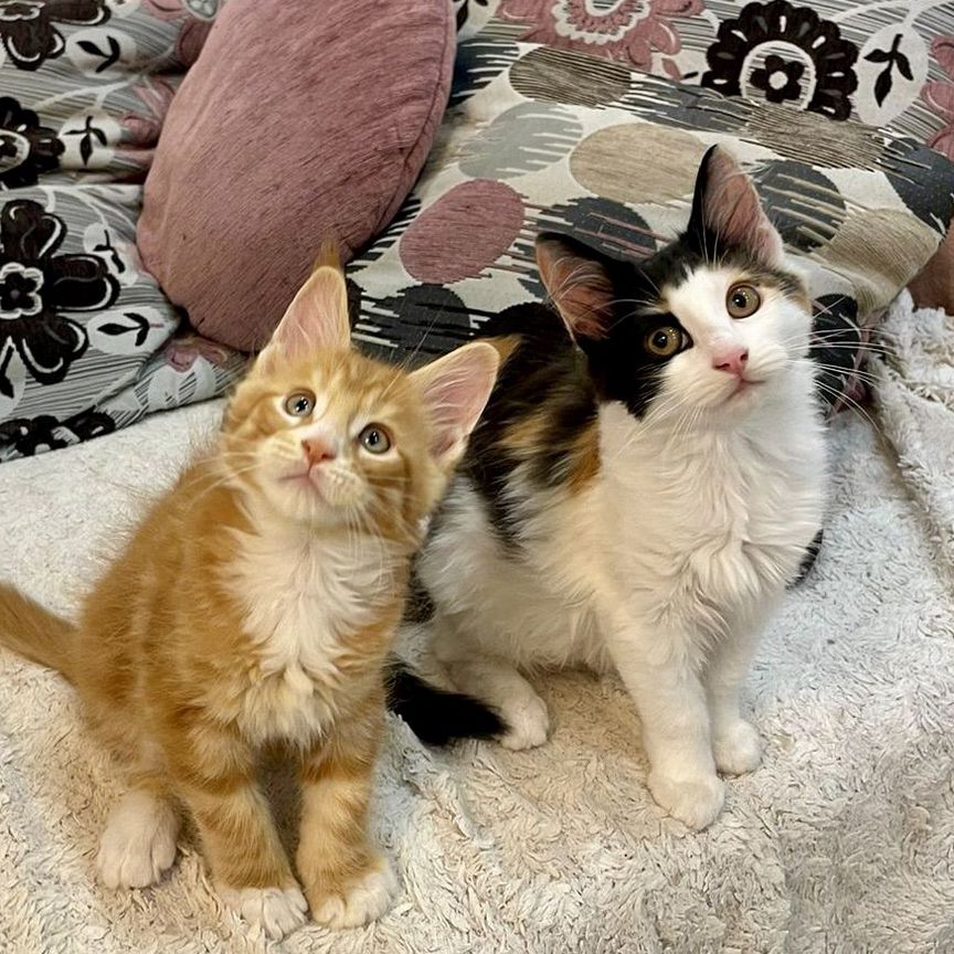 Котята мейн-кун