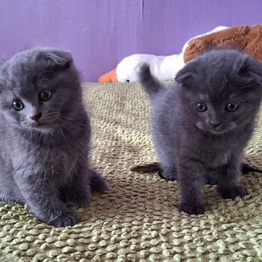 Котята девочки шотландские вислоухие плюшевые