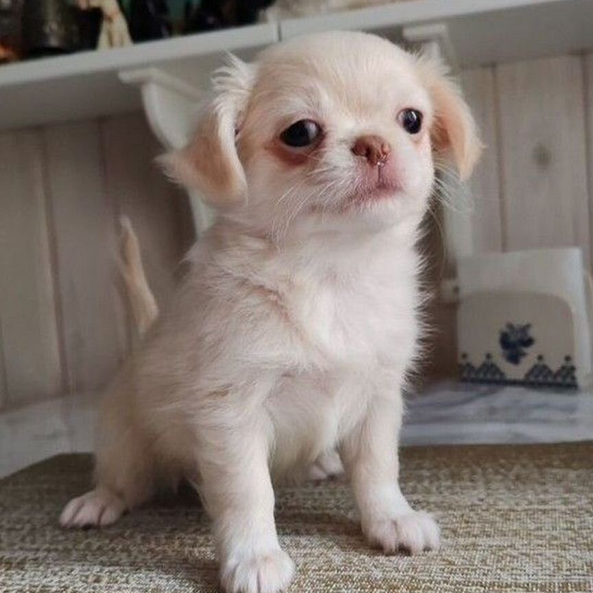 Чихуахуа, щенок