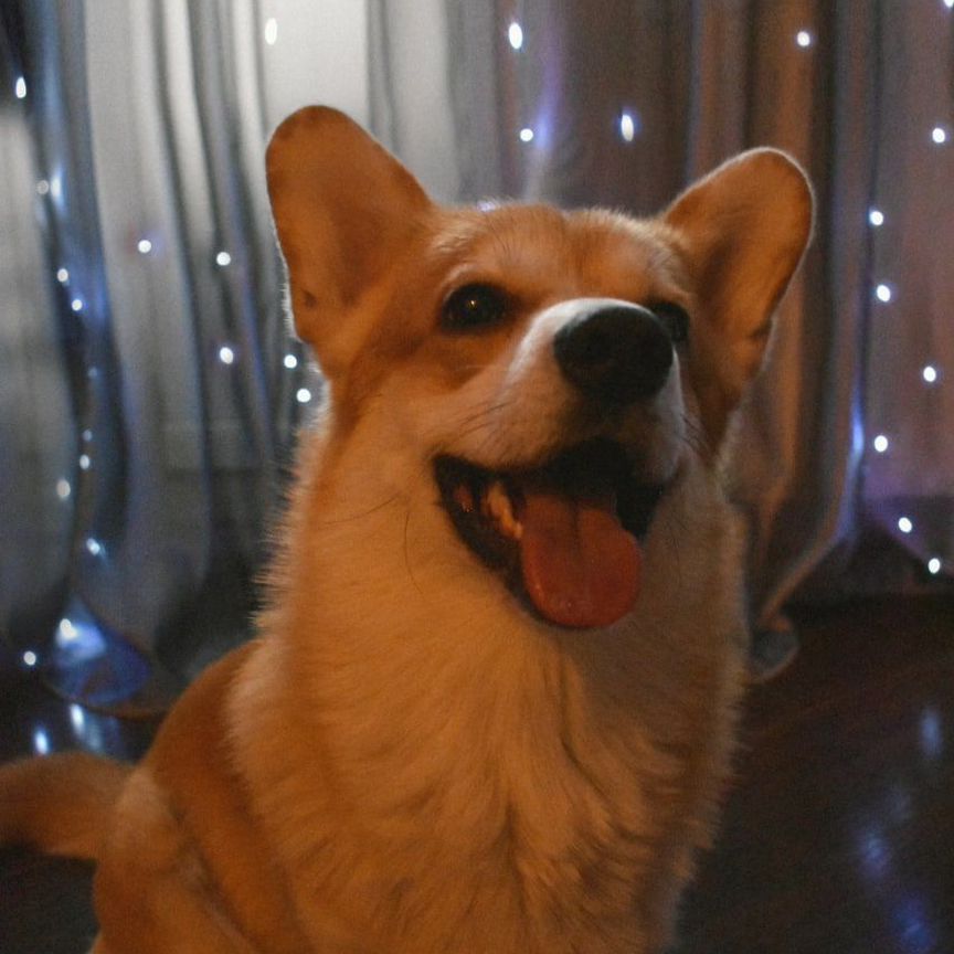 Вельш-корги пемброк вязка