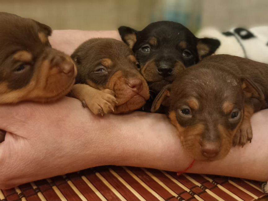 Маленькая собака