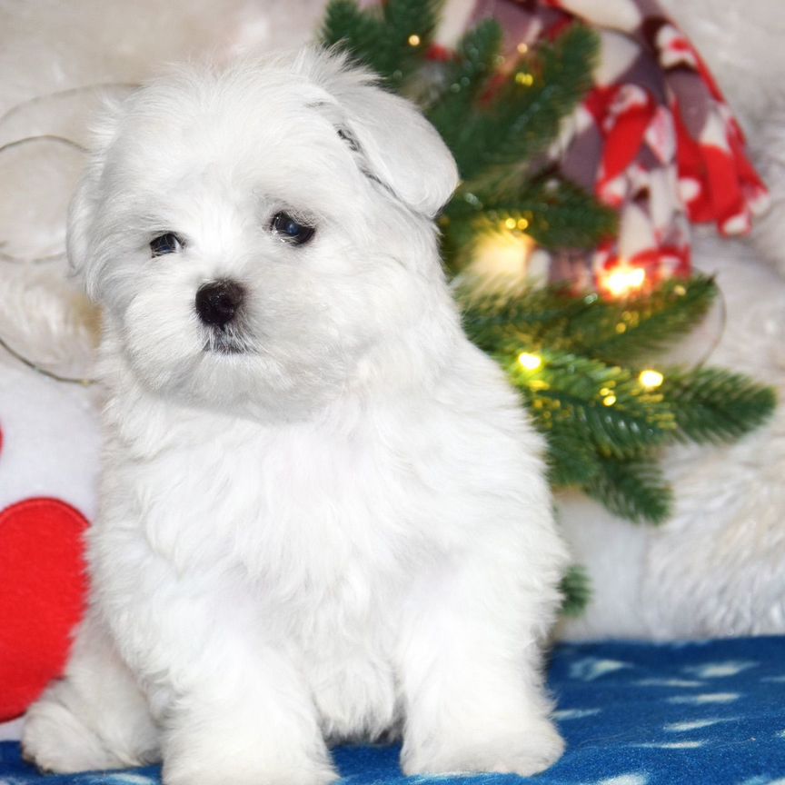 Девочка мальтезе