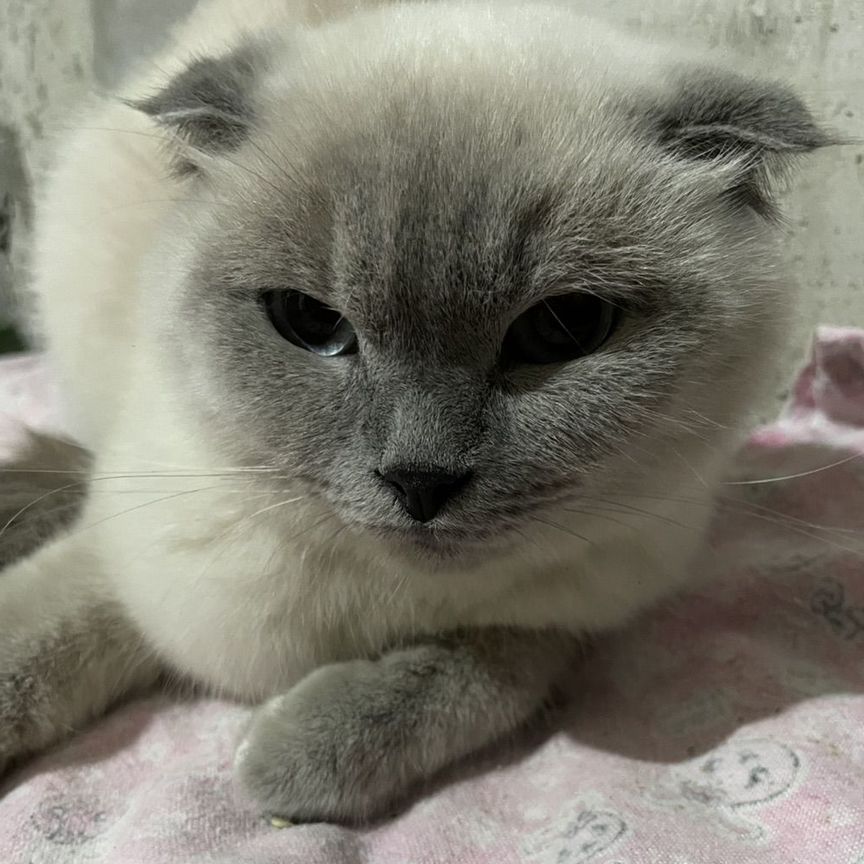 Отдам бесплатно кошку