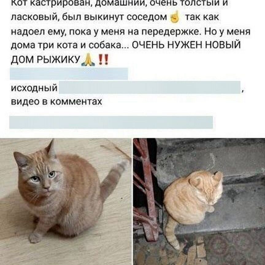 Кому Толстого котика