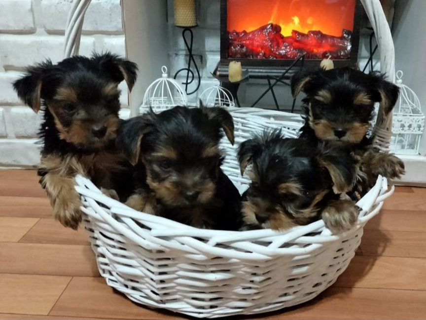 Йоркширский терьер новогодние чудо малыши