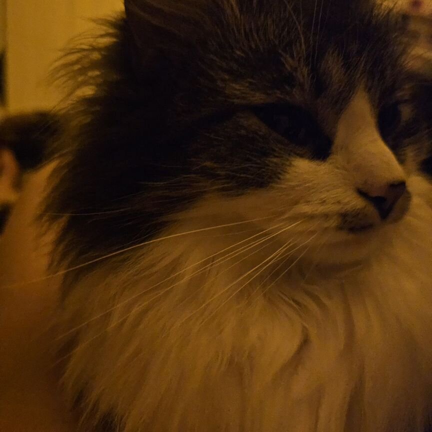 Кот Катцен