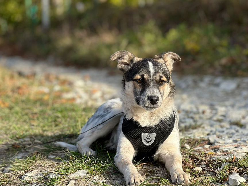 Собака в добрые руки девочка